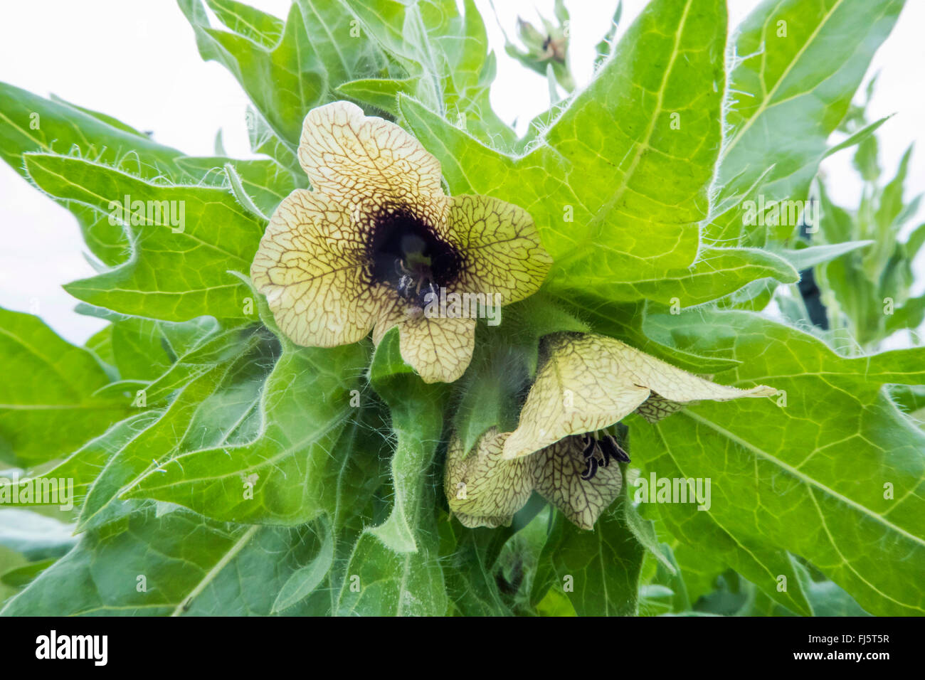 Black henbane hi-res stock photography and images - Alamy