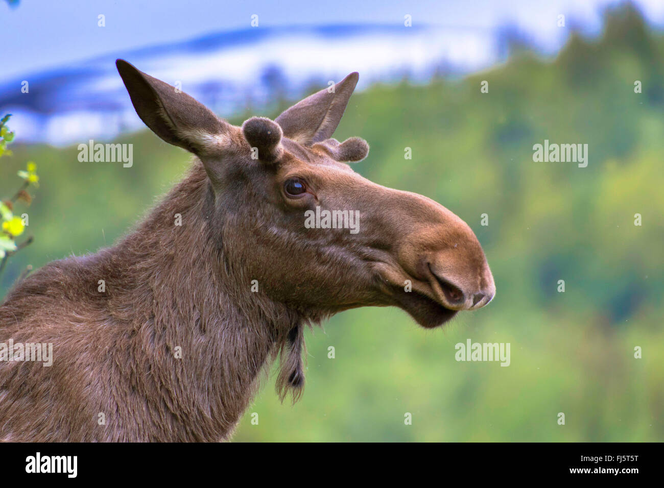 elk, European moose (Alces alces alces), portrait, Norway, Nordland ...