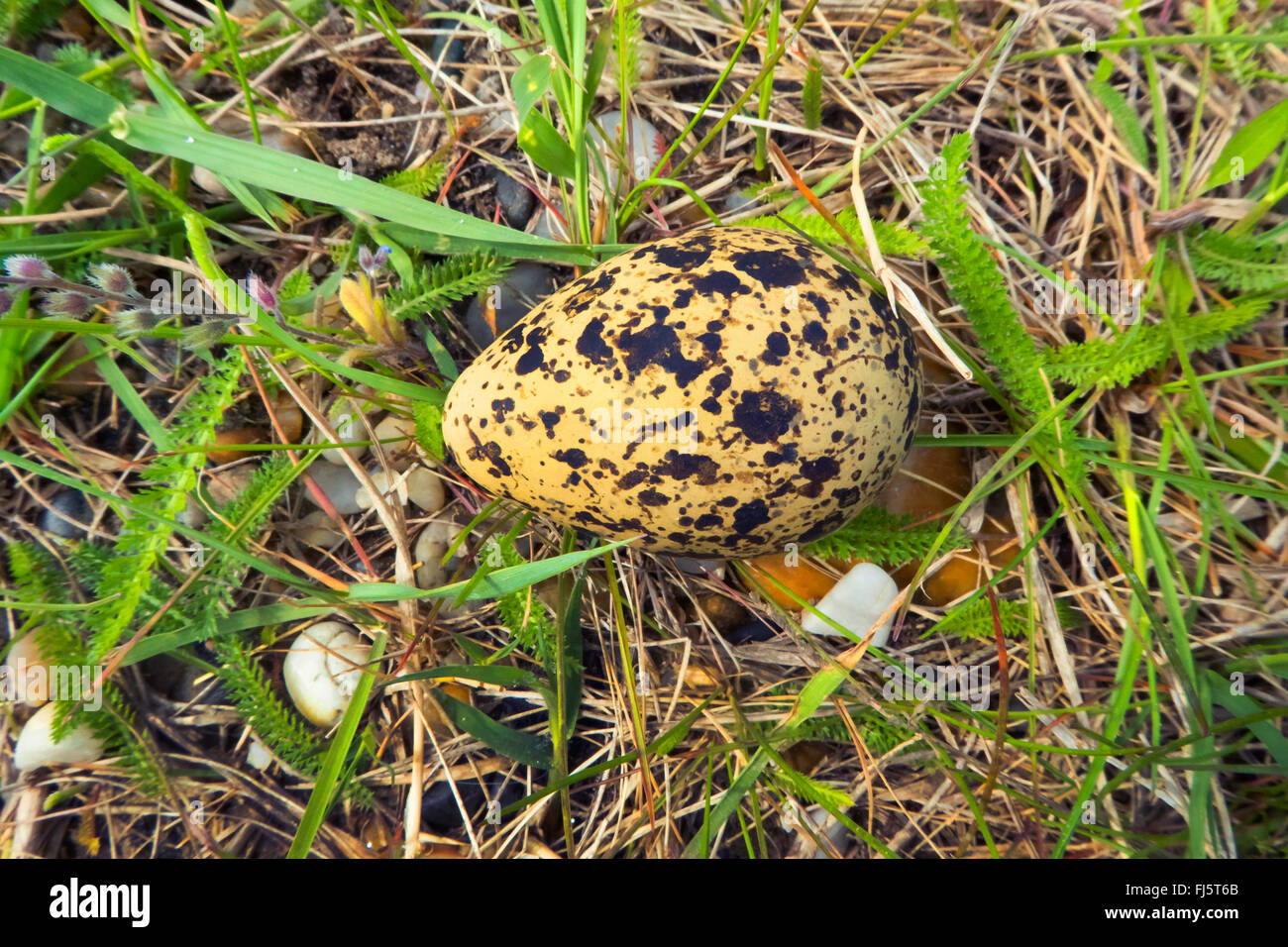 Northern Lapwing Vanellus Vanellus Lapwing Egg On Grass Bird Egg