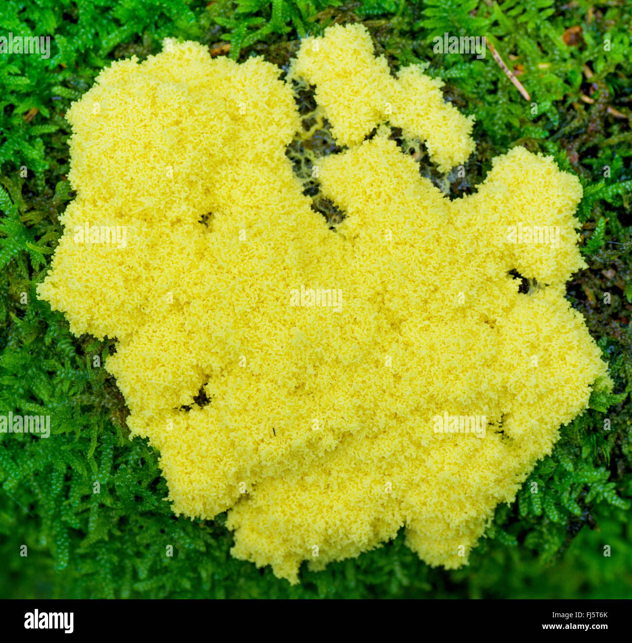 scrambled egg slime, flowers of tan (Fuligo septica), on moss, Bavaria ...