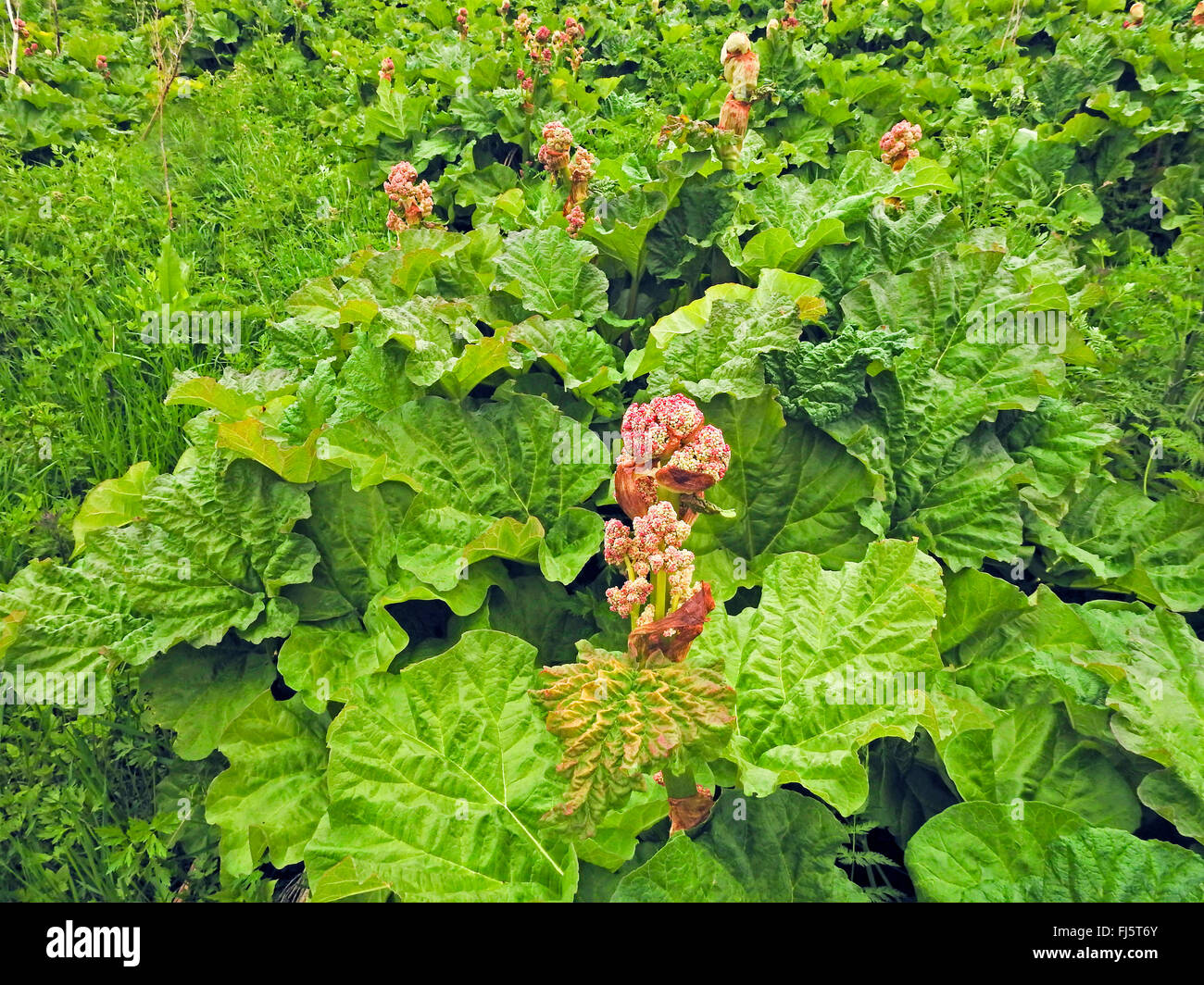 Rhubarb plants hi-res stock photography and images - Alamy