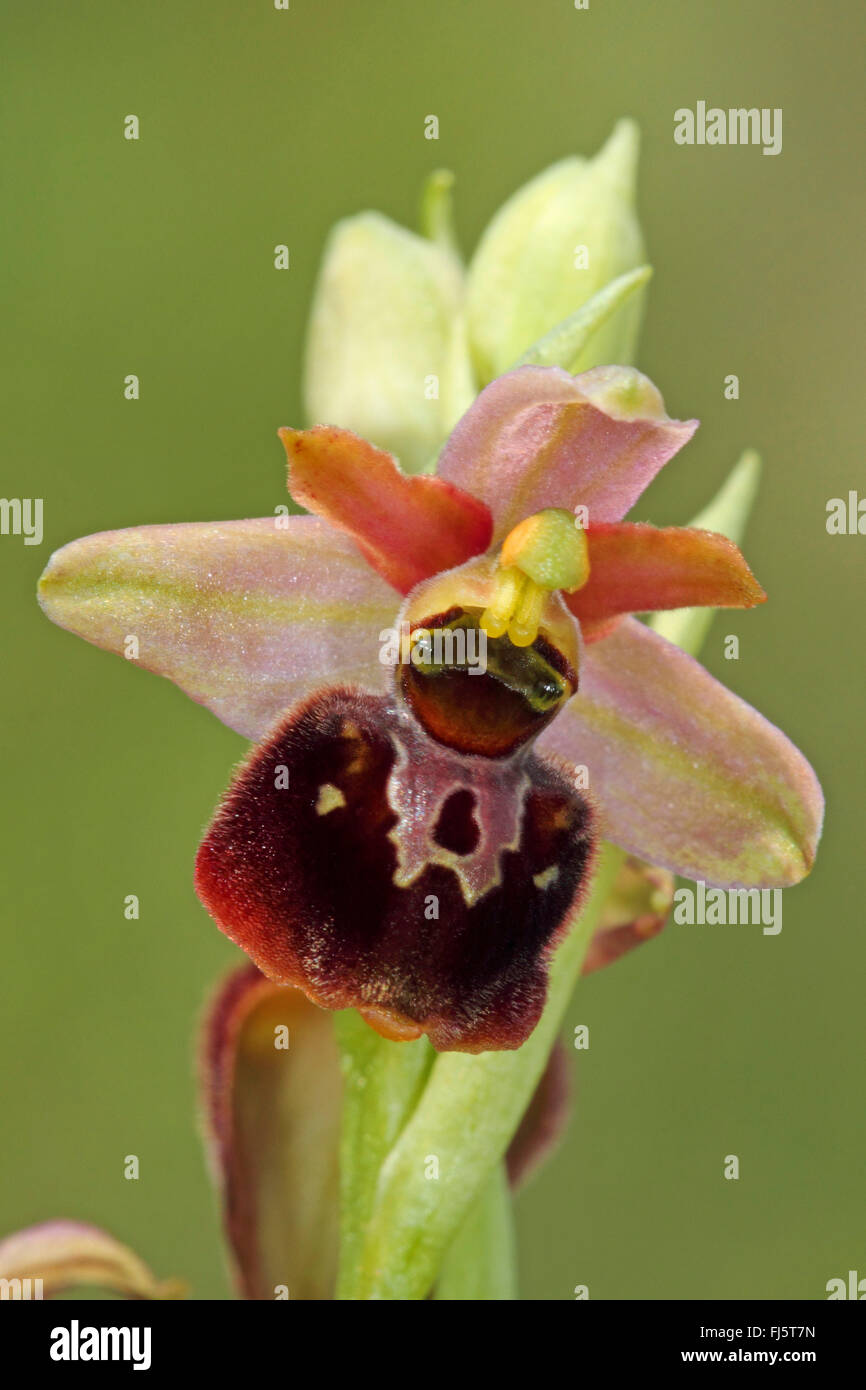 Hybrid-Blasses-und Stattliches-Knabenkraut (Ophrys x obscura), hybrid ...