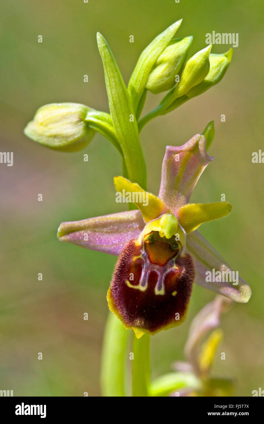Hybrid-Blasses-und Stattliches-Knabenkraut (Ophrys x obscura), hybrid ...