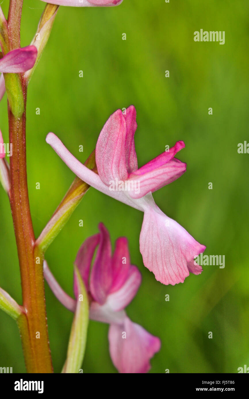 Lax inflorescences hi-res stock photography and images - Alamy