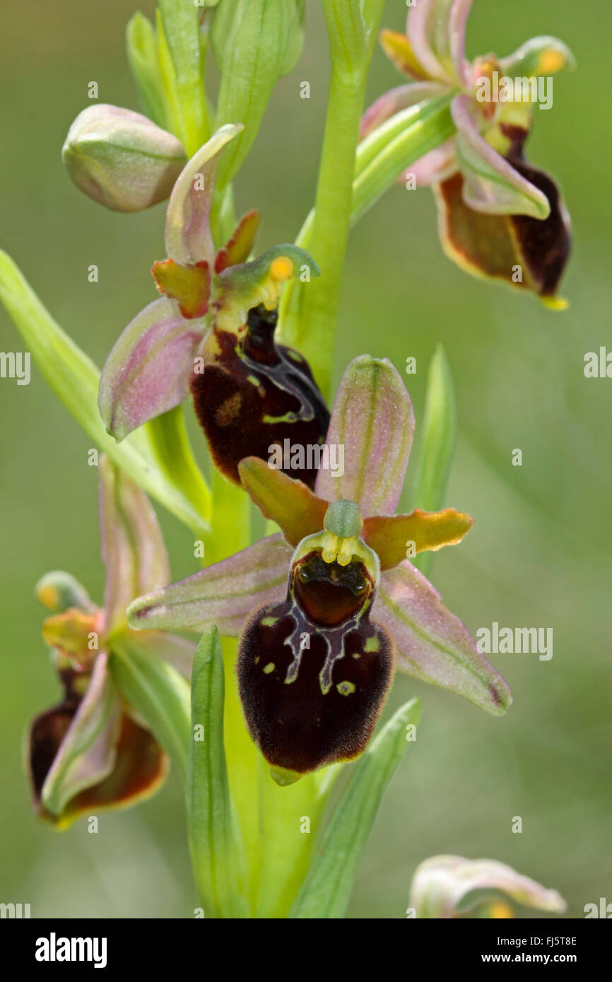 Hybrid-Blasses-und Stattliches-Knabenkraut (Ophrys x obscura), hybrid ...