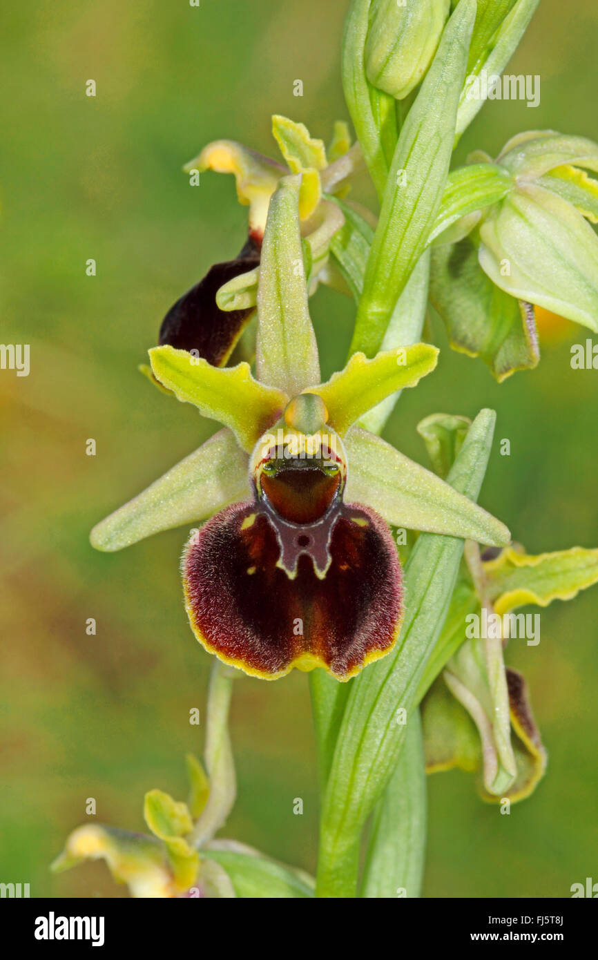 Hybrid-Blasses-und Stattliches-Knabenkraut (Ophrys x obscura), hybrid ...