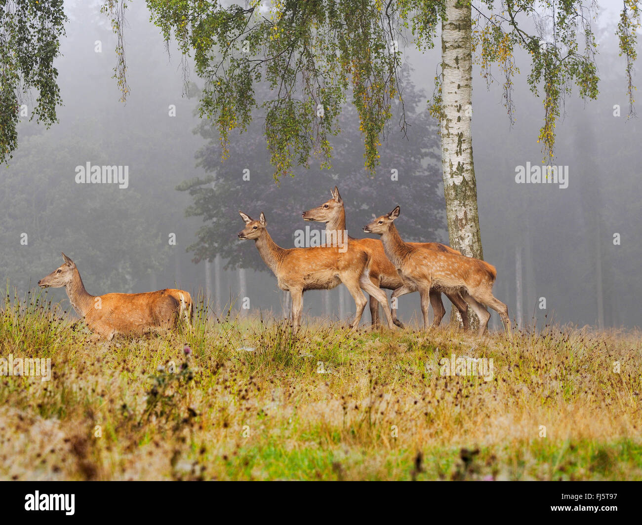red deer (Cervus elaphus), group of hinds in morning mist in autumn ...