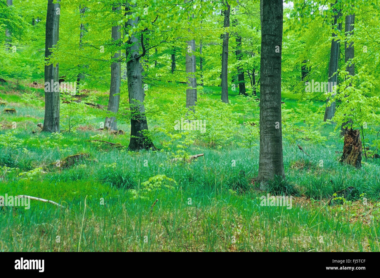 common beech (Fagus sylvatica), forest in spring, Germany, Rhineland ...