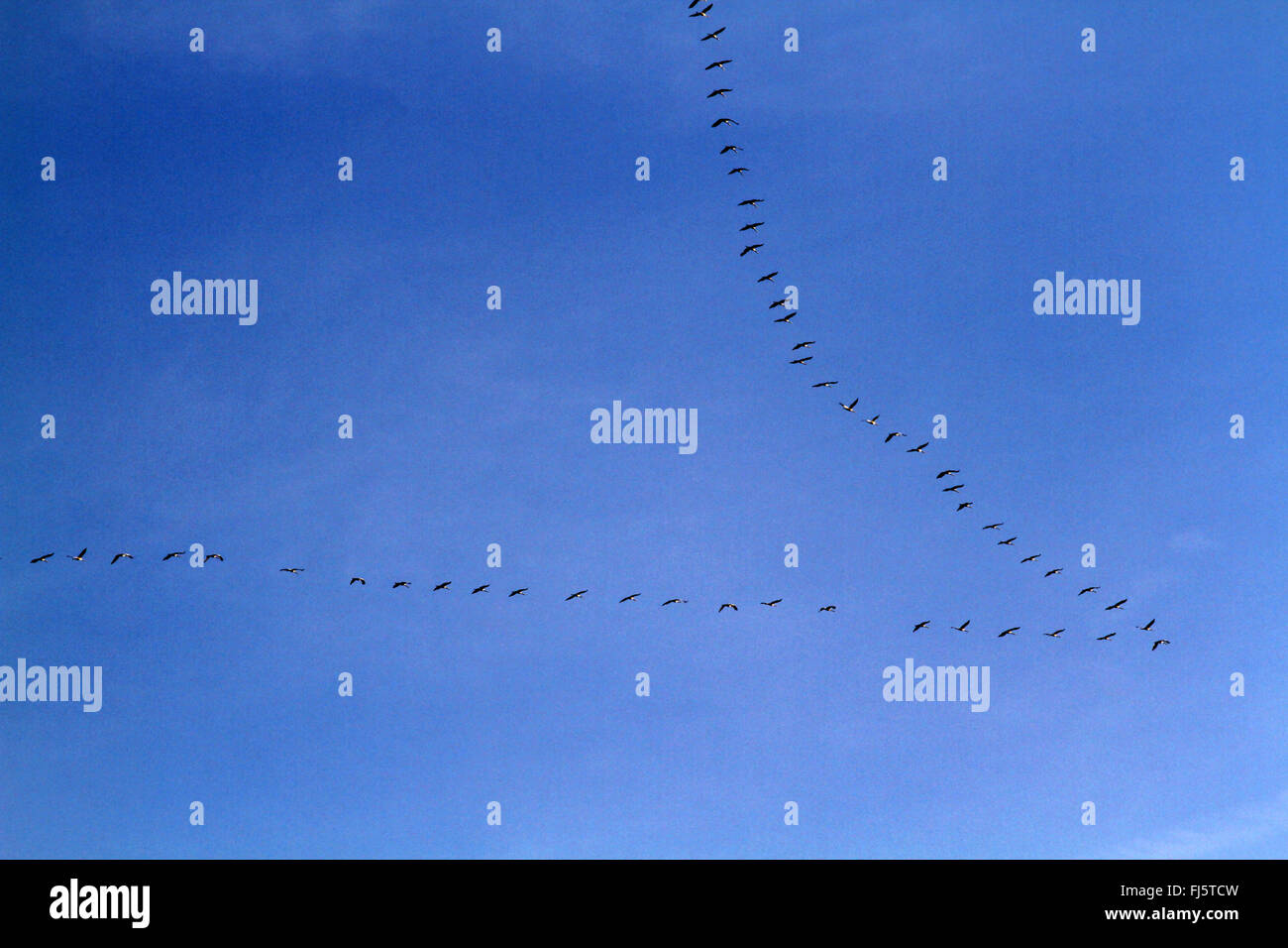 Common crane, Eurasian Crane (Grus grus), bird migration foe ...