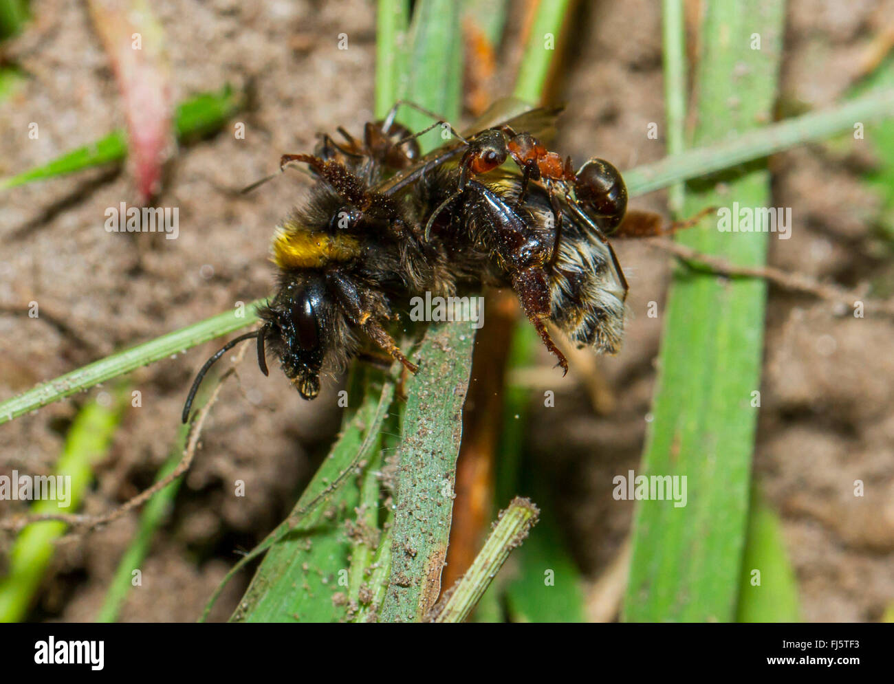 buff-tailed bumble bee (Bombus terrestris), dead buff-tailed bumble bee ...