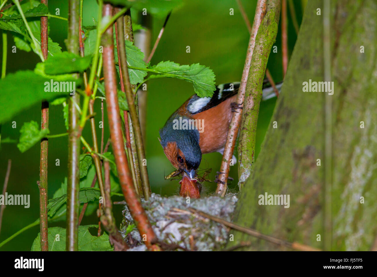 chaffinch (Fringilla coelebs), male feeds chick, Germany, Mecklenburg ...