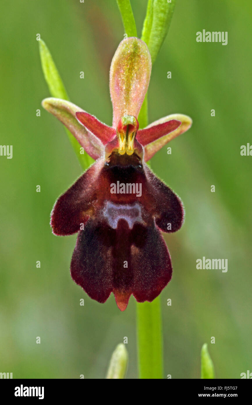 Hybrid-Blasses-und Stattliches-Knabenkraut (Ophrys x hybrida), hybrid ...