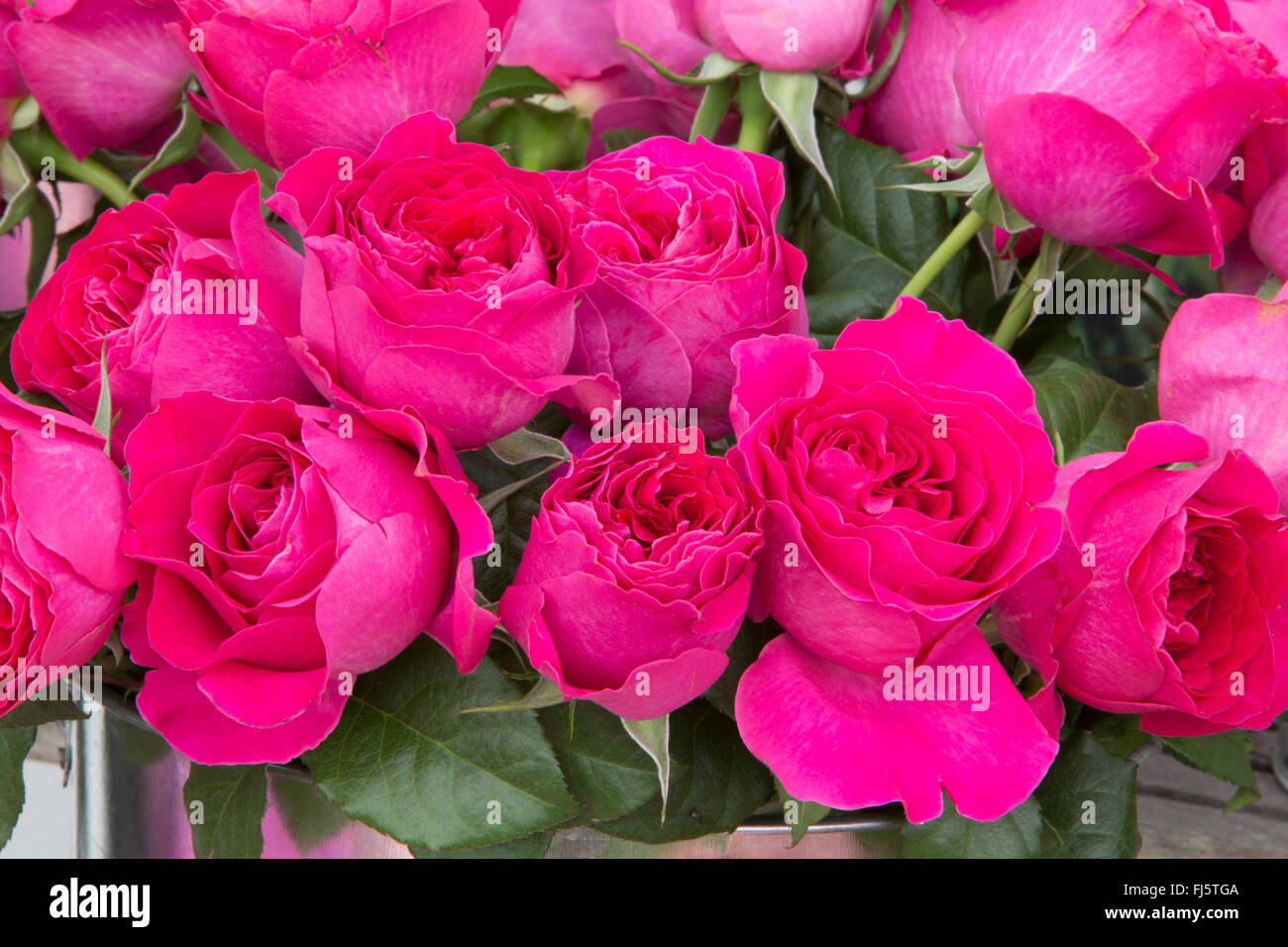 Rosa wedding day variety hi-res stock photography and images - Alamy