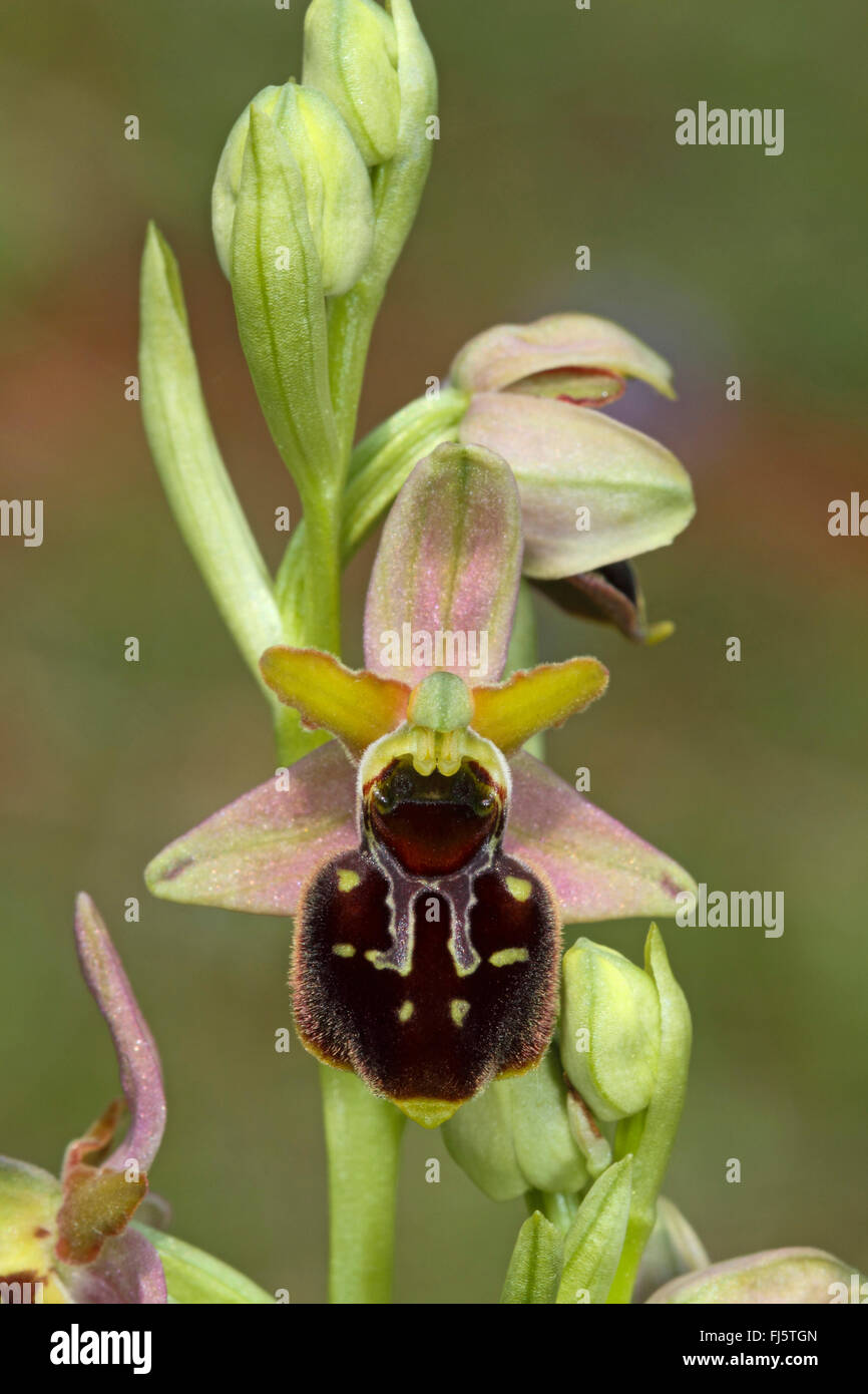 Hybrid-Blasses-und Stattliches-Knabenkraut (Ophrys x obscura), hybrid ...