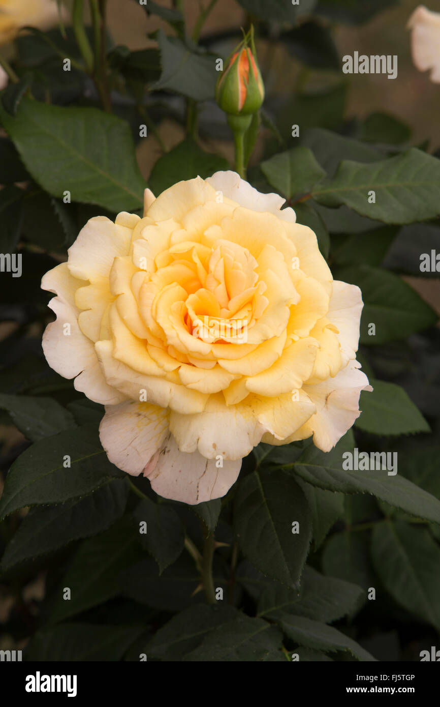 Sunny sky hi-res stock photography and images - Alamy