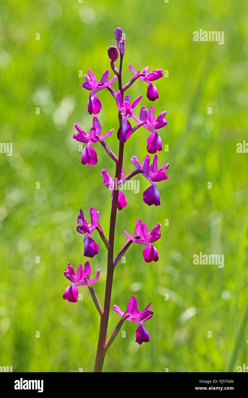 Lax inflorescences hi-res stock photography and images - Alamy