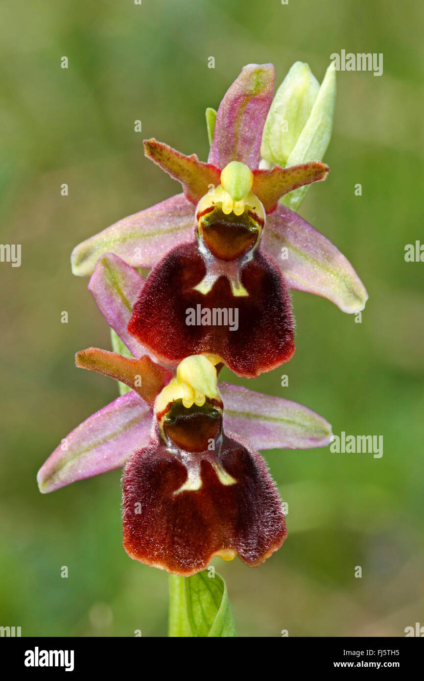 Hybrid-Blasses-und Stattliches-Knabenkraut (Ophrys x obscura), hybrid ...
