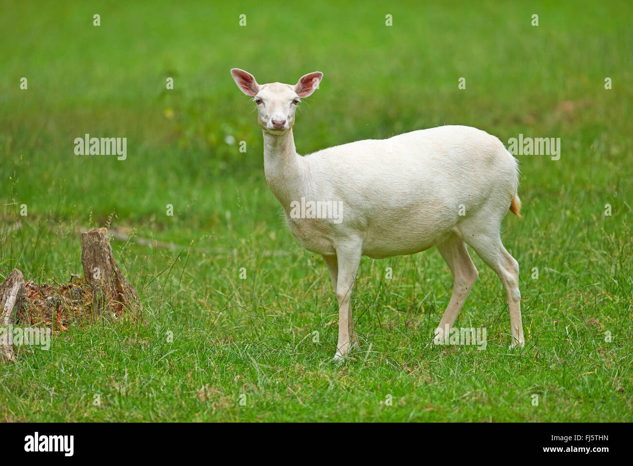 fallow deer (Dama dama, Cervus dama), albinotic fallow deer hind ...