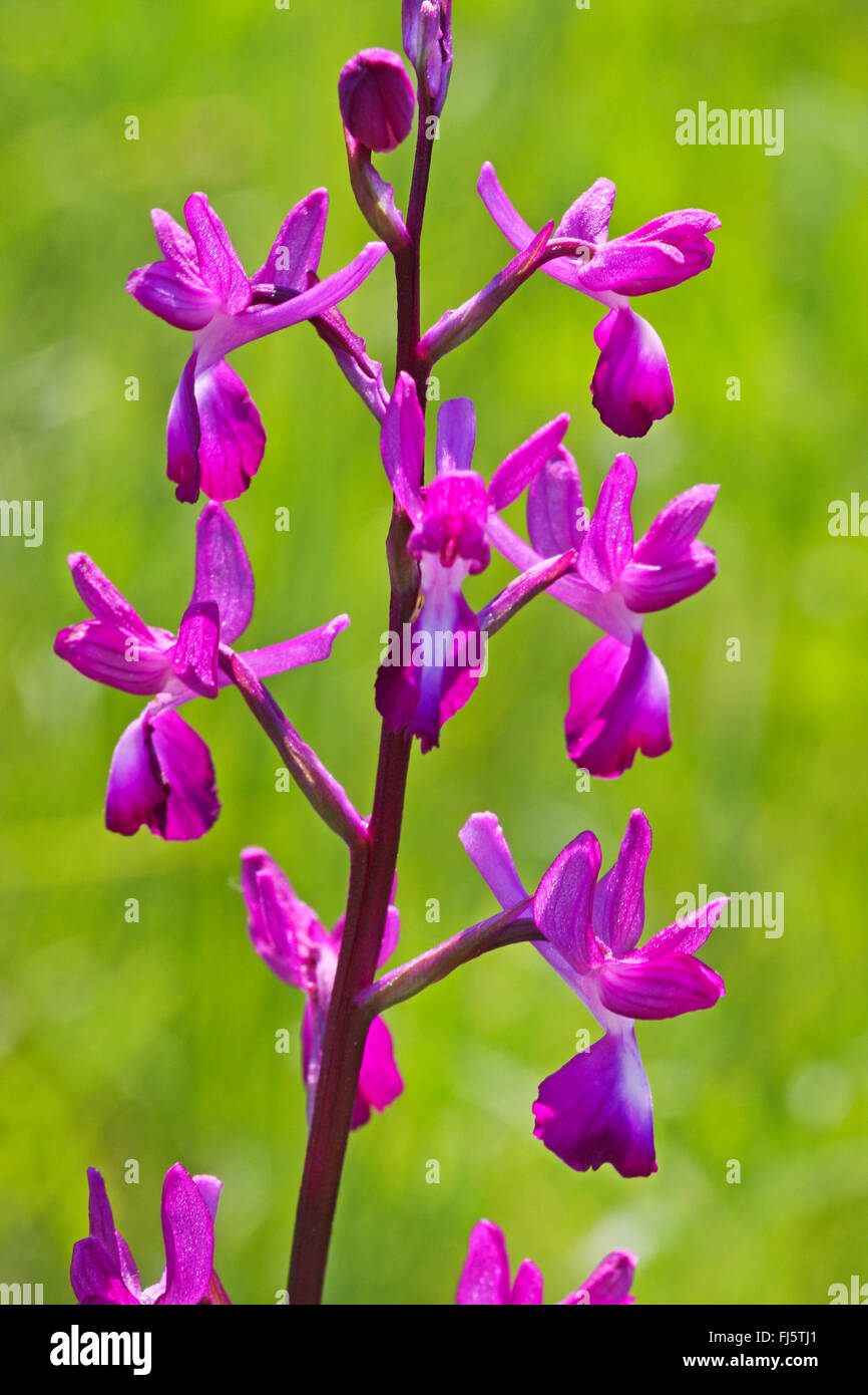 Lax inflorescences hi-res stock photography and images - Alamy