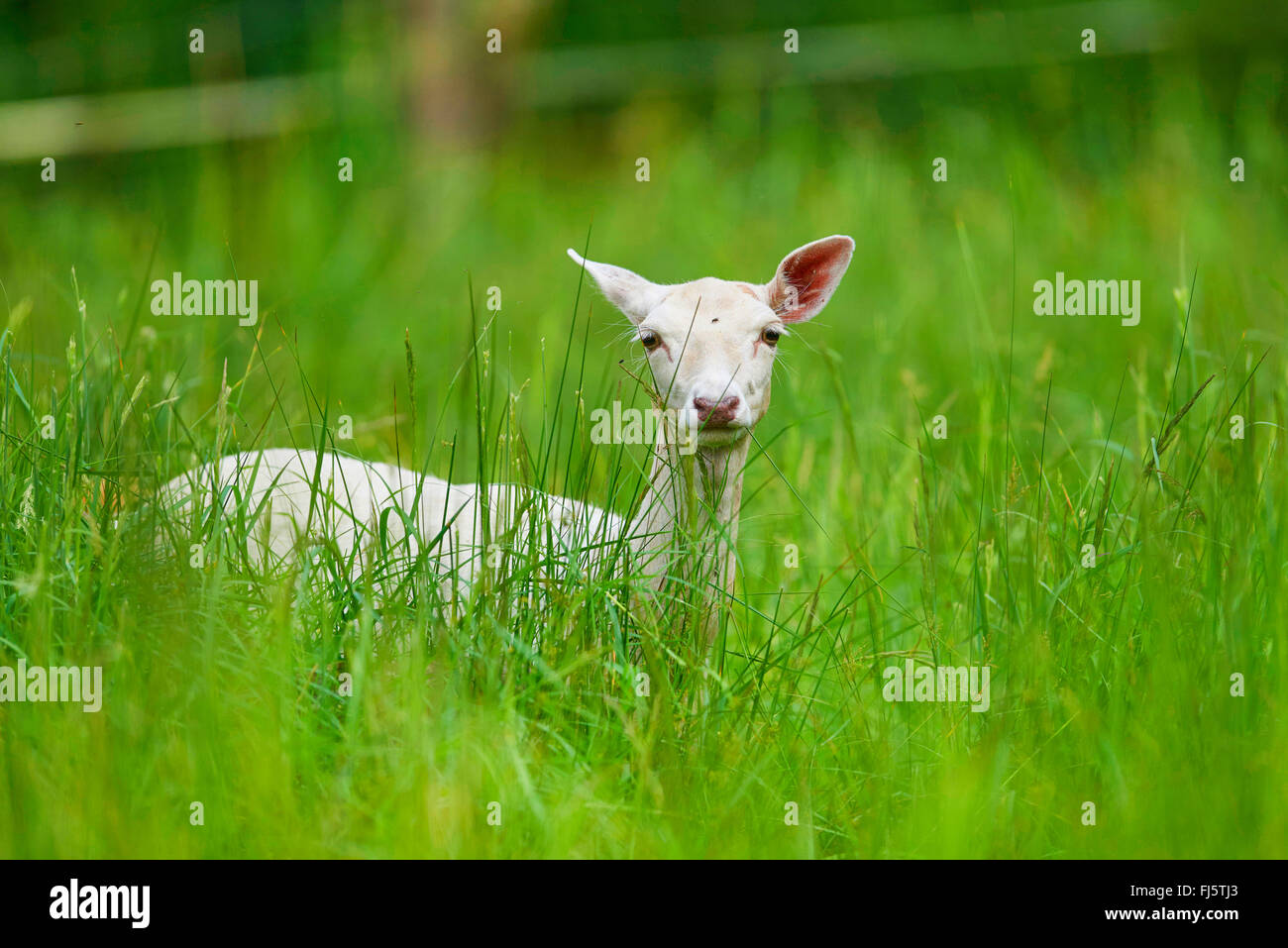 fallow deer (Dama dama, Cervus dama), albinotic fallow deer hind on ...