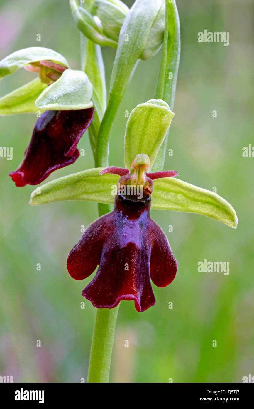 Hybrid-Blasses-und Stattliches-Knabenkraut (Ophrys x devenensis, Ophrys ...