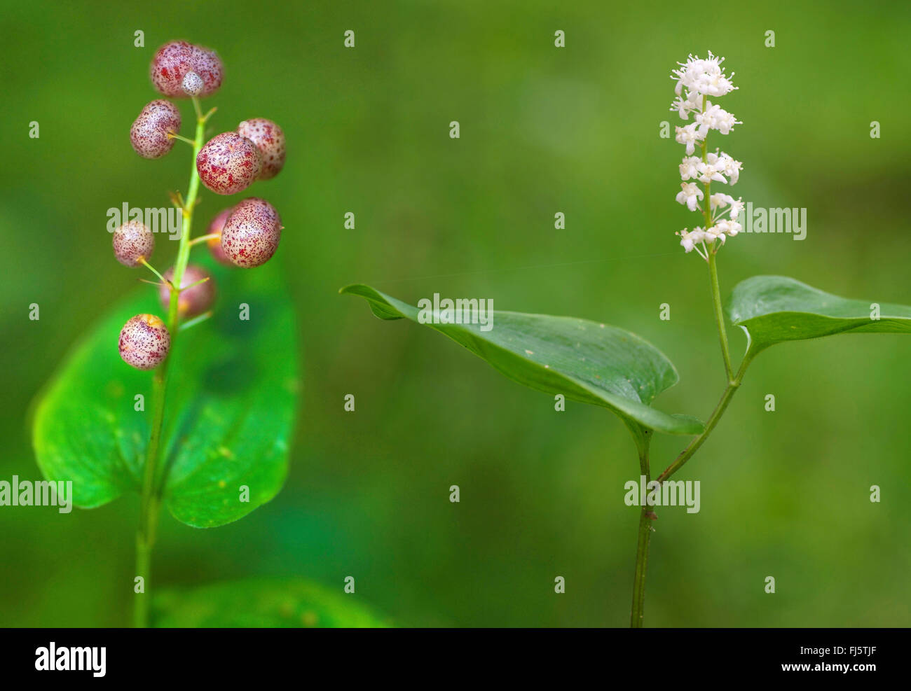 may lily (Maianthemum bifolium), blooming and fruiting, Germany ...