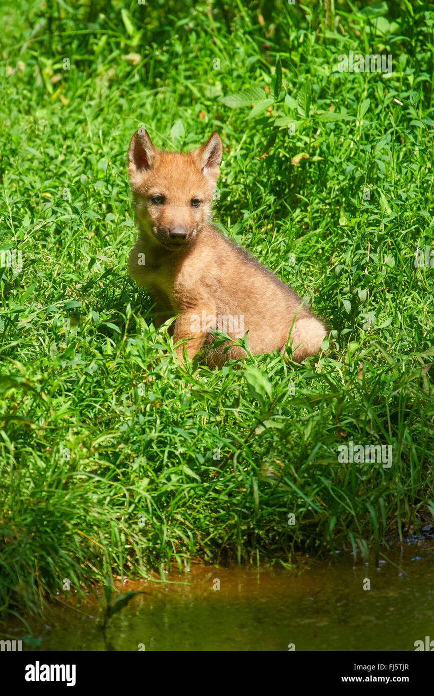 Wolf Cub High Resolution Stock Photography and Images - Alamy
