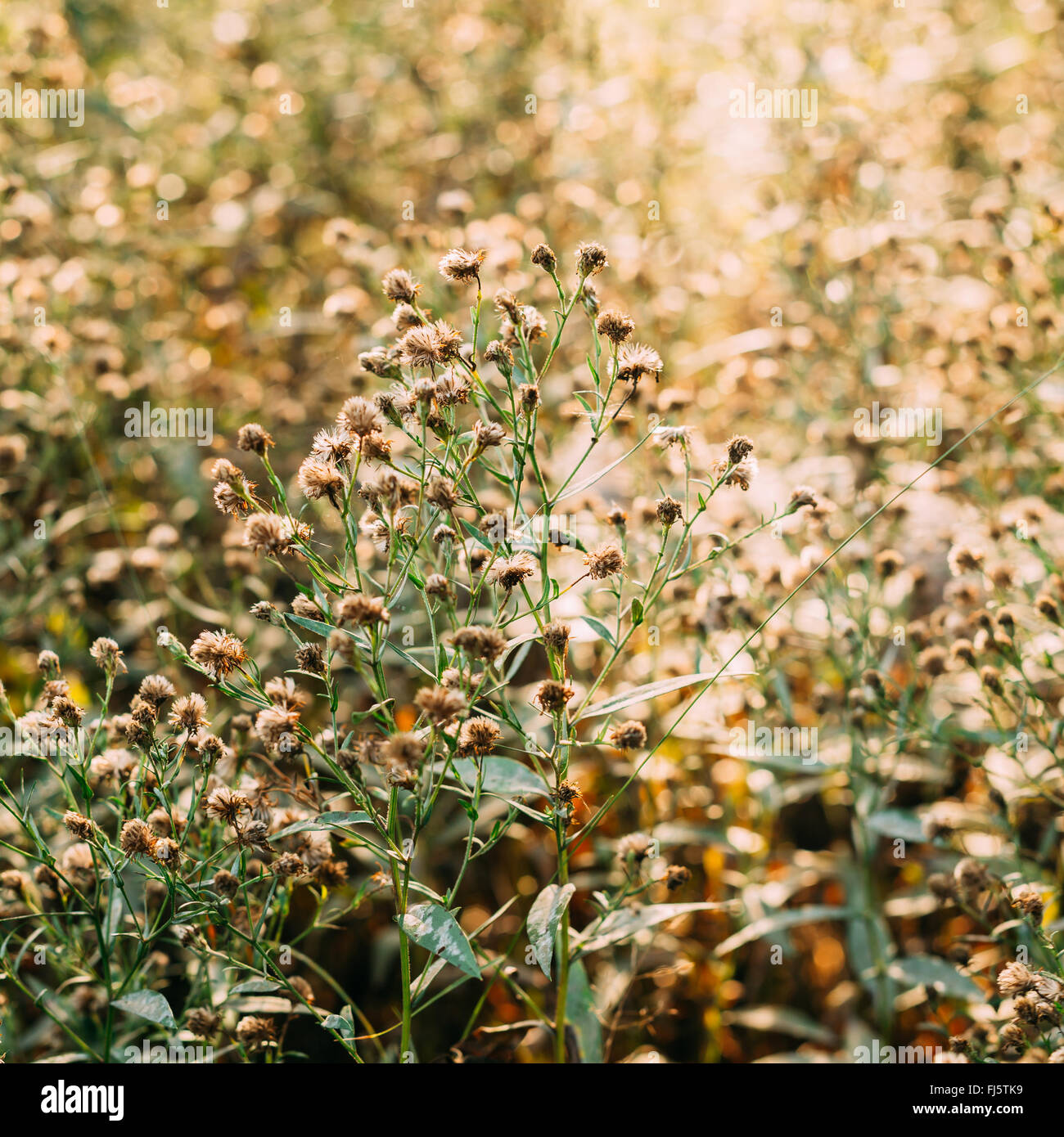 Sunlight on plants hi-res stock photography and images - Alamy