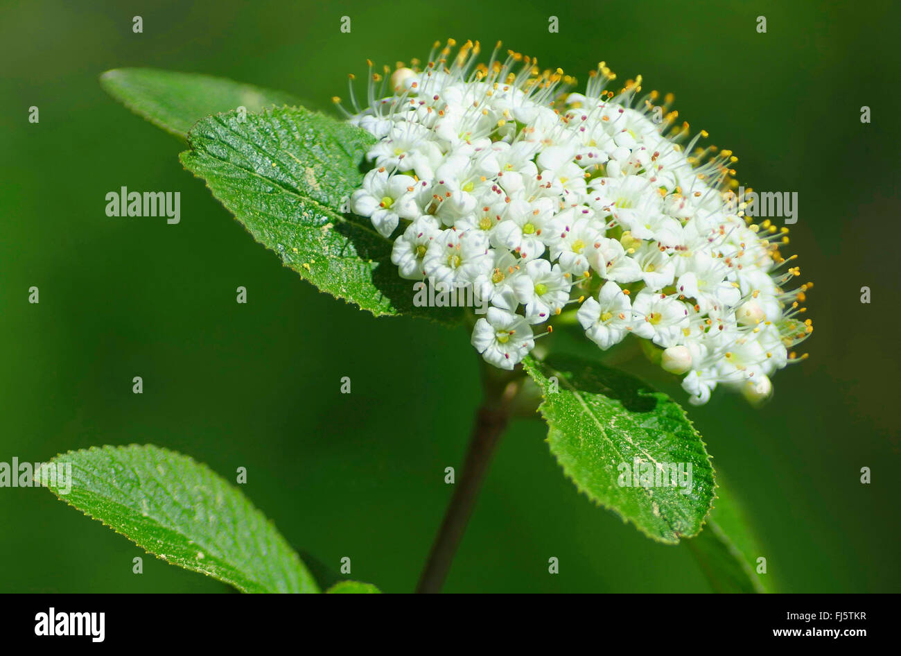 wayfaring-tree (Viburnum lantana), blooming branch, Germany, Bavaria ...