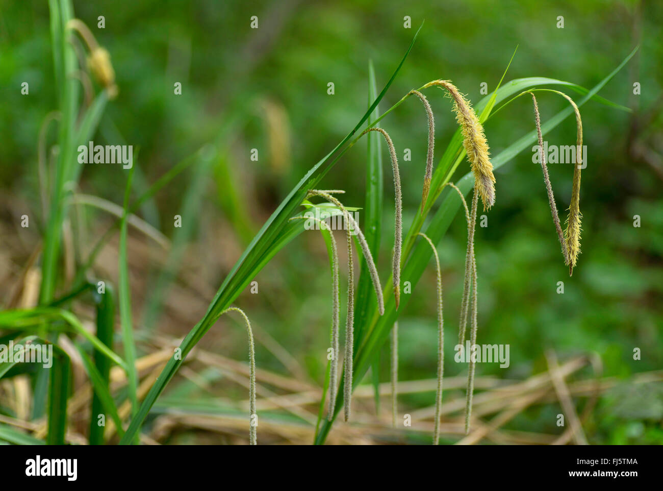 Pendulous sedge, Giant sedge grass (Carex pendula), inflorescence ...