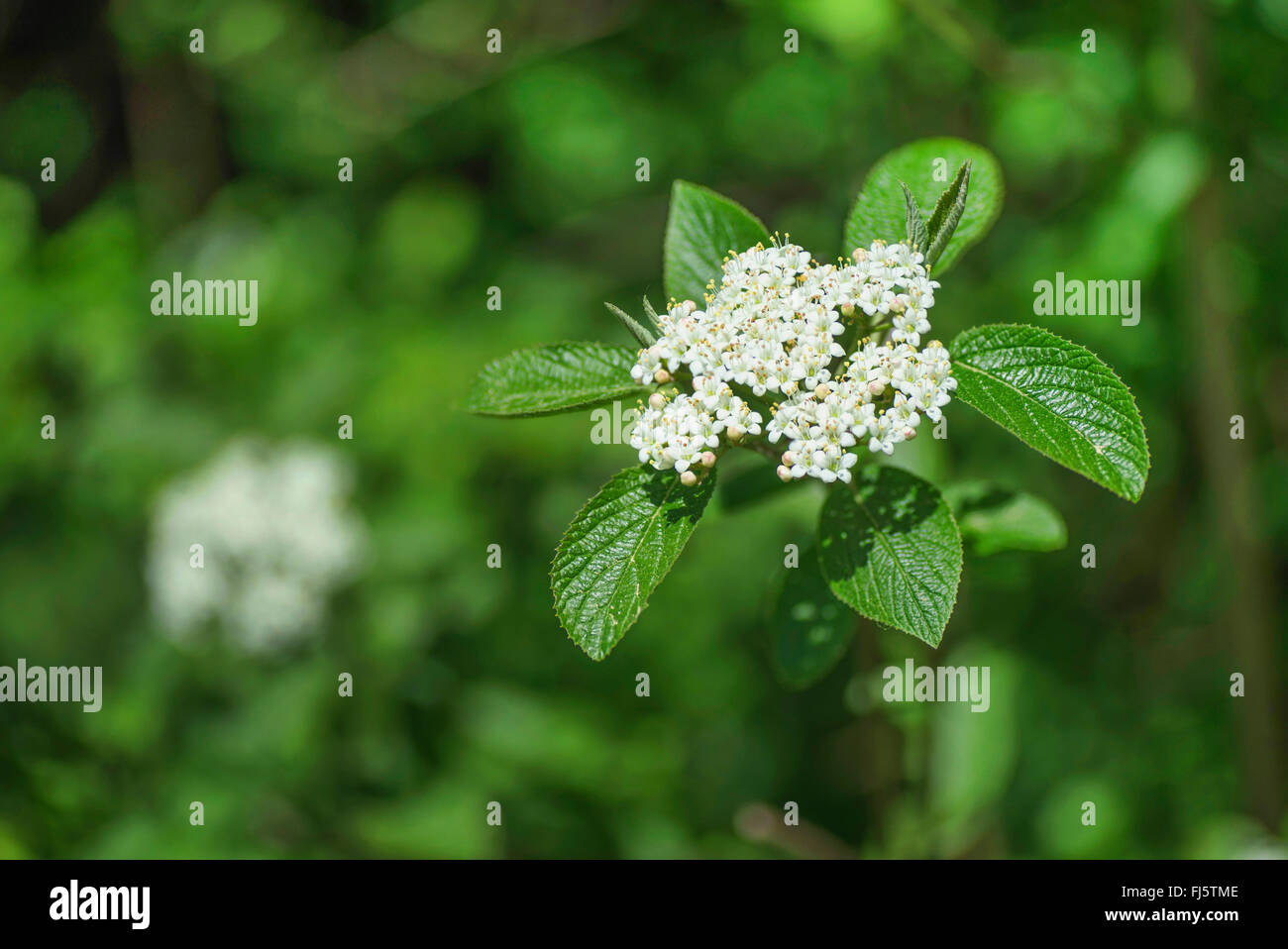 wayfaring-tree (Viburnum lantana), blooming branch, Germany, Bavaria ...