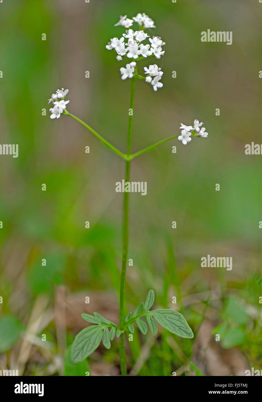 northern valerian, marsh valerian, wood valerian (Valeriana dioica ...