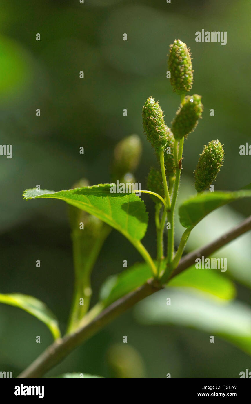 Green Alder (Alnus viridis, Alnus alnobetula), branch with ...