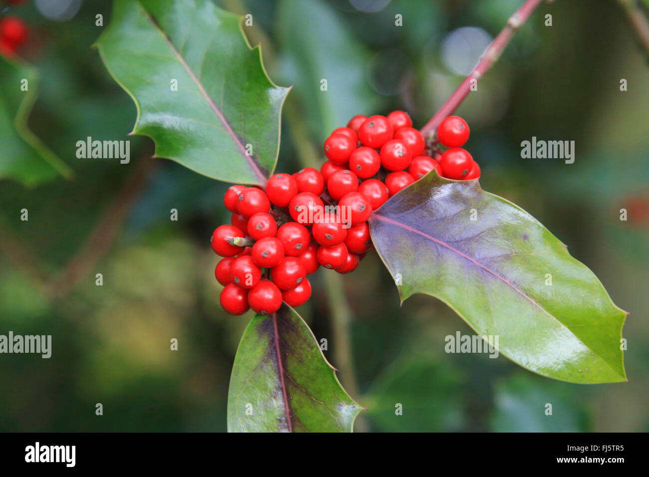 English holly ilex aquifolium hi-res stock photography and images - Alamy
