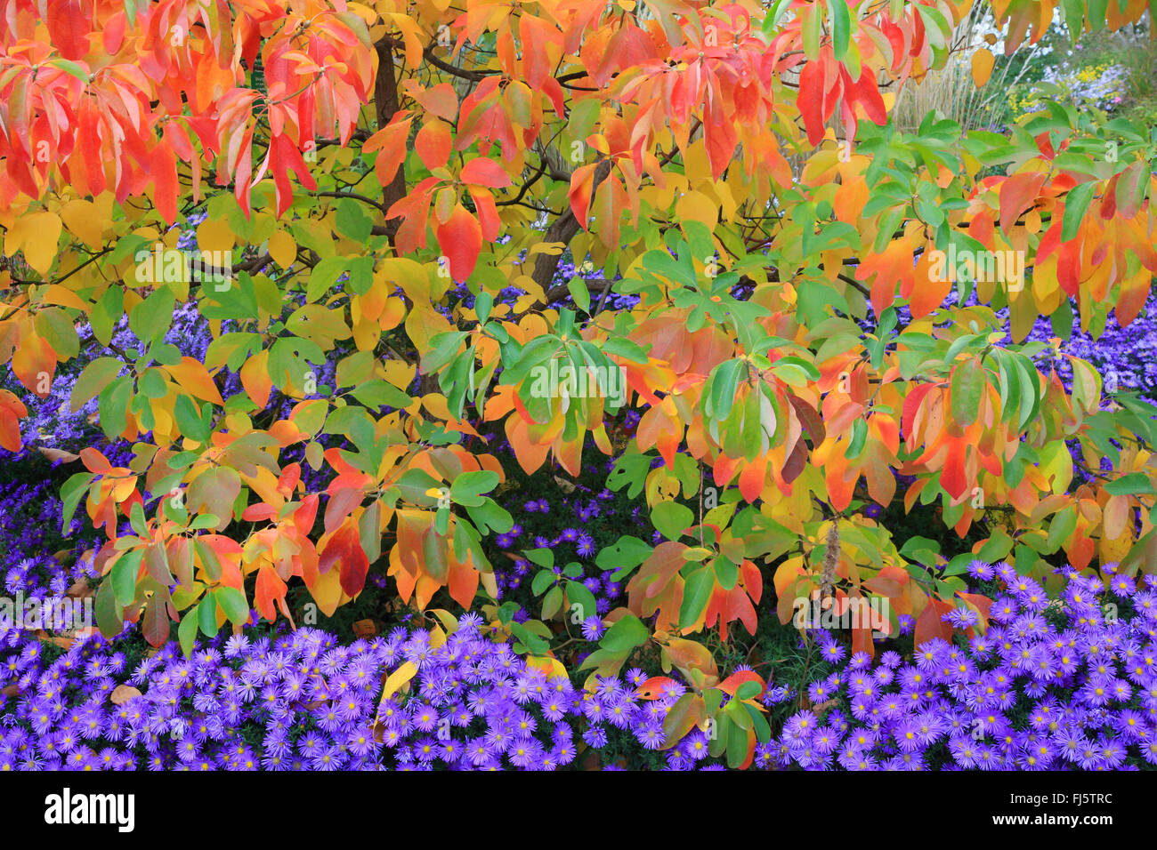 Sassafras tree leaves autumn hi-res stock photography and images - Alamy