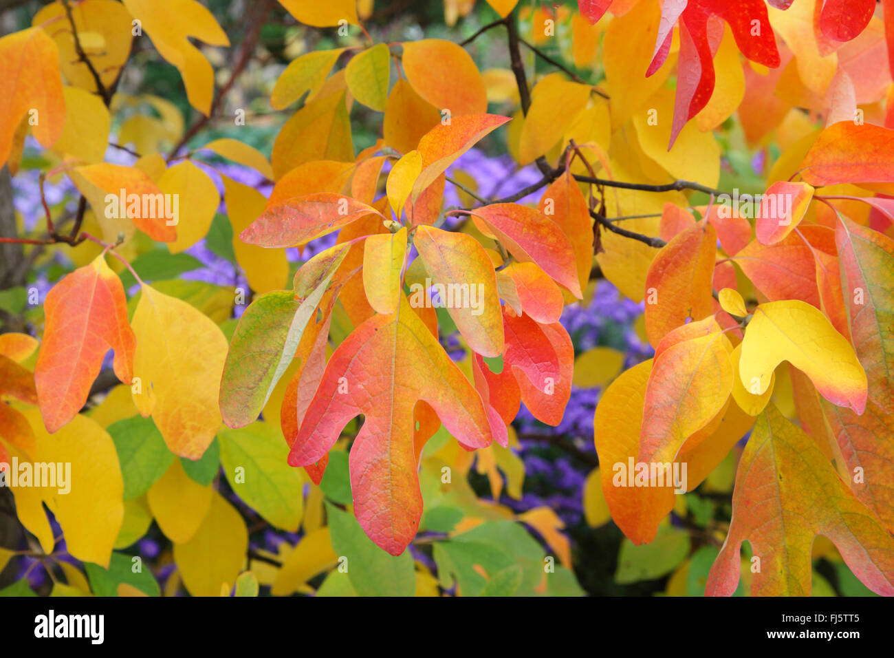 sassafras (Sassafras albidum), autumn leaves Stock Photo - Alamy