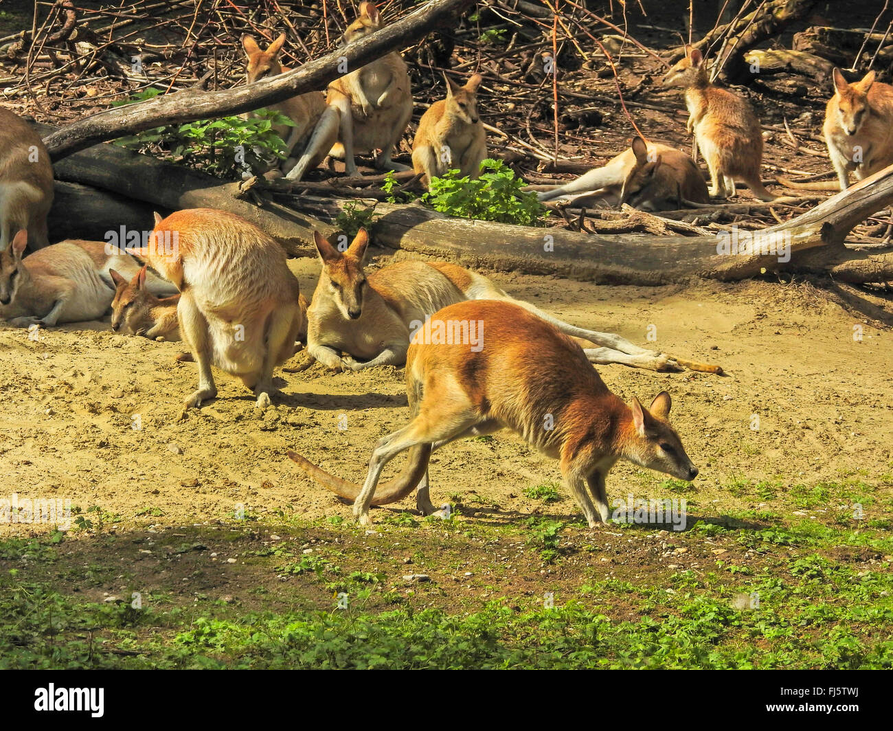 Marsupials group hi-res stock photography and images - Alamy