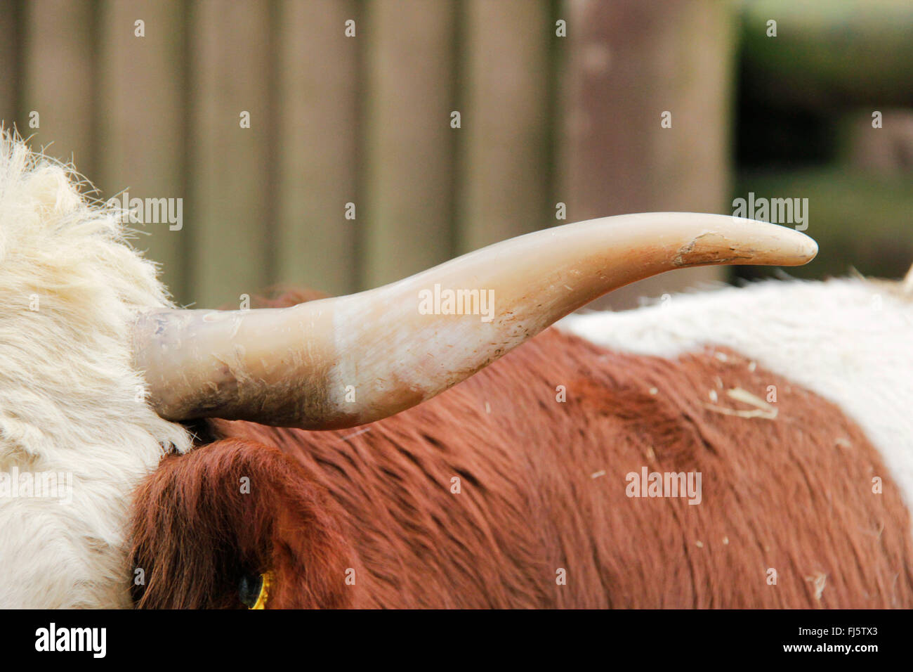 Hinterwald, Hinterwaelder-Rind, Hinterwaelder cattle (Bos primigenius f ...