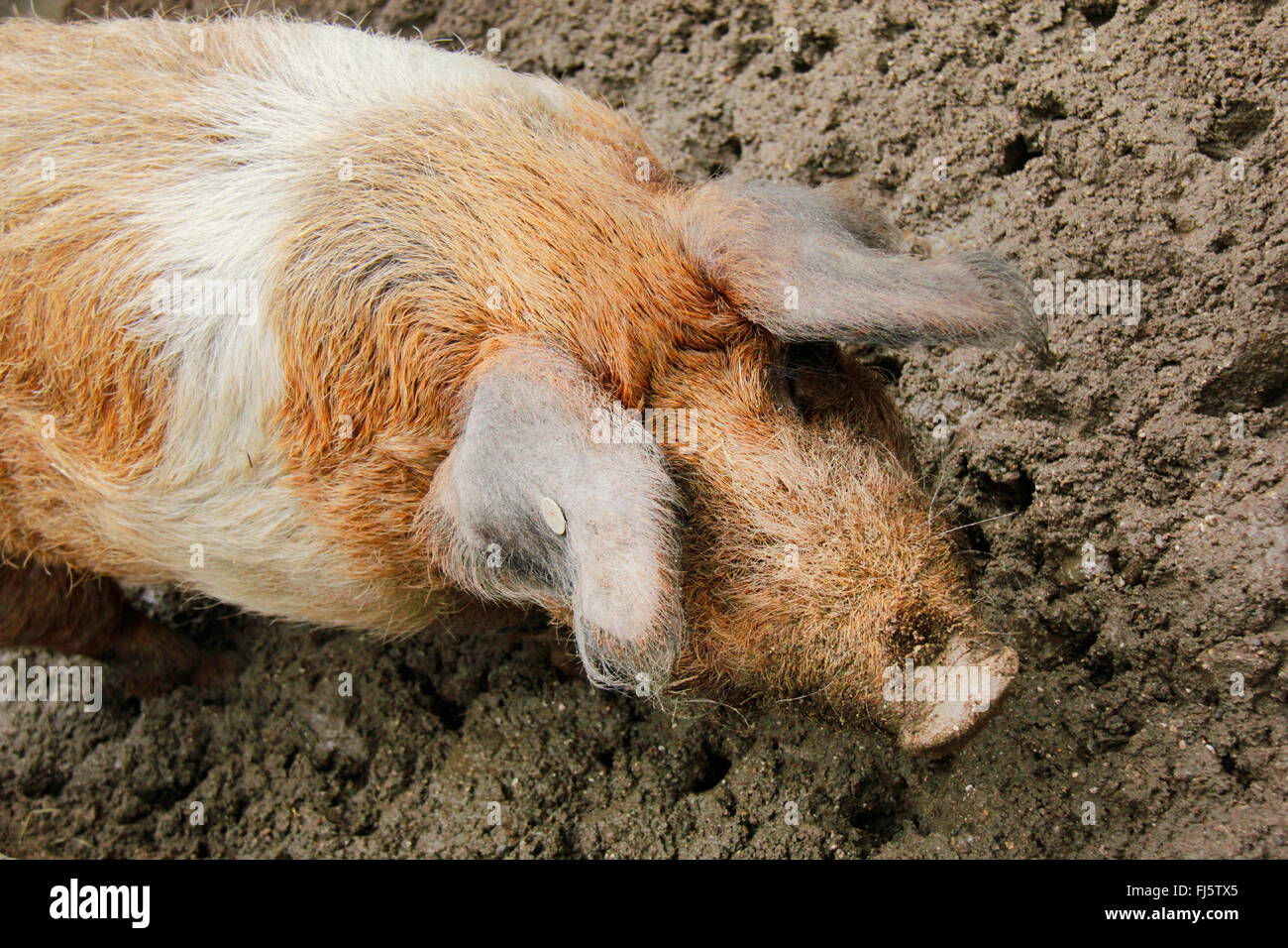 Husum Red Pied, Danish Protest Pig (Sus scrofa f. domestica), in mud ...