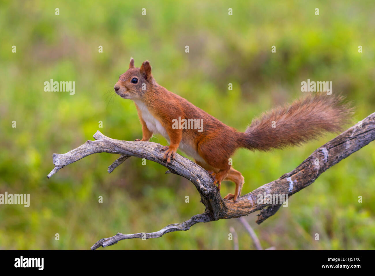 European red squirrel, Eurasian red squirrel (Sciurus vulgaris), on a ...