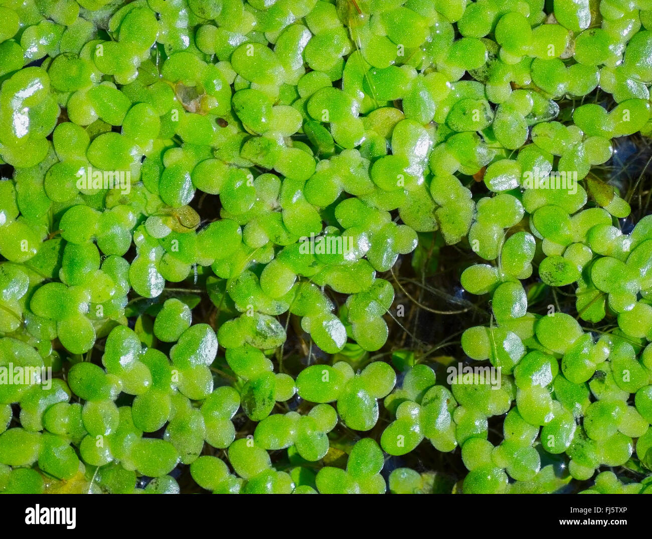 common duckweed, lesser duckweed (Lemna minor), Germany, Bavaria Stock ...