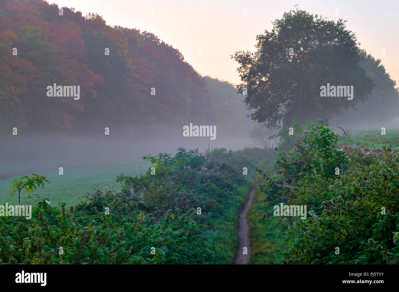 field path in morning mist, Germany, North Rhine-Westphalia, Ruhr Area ...