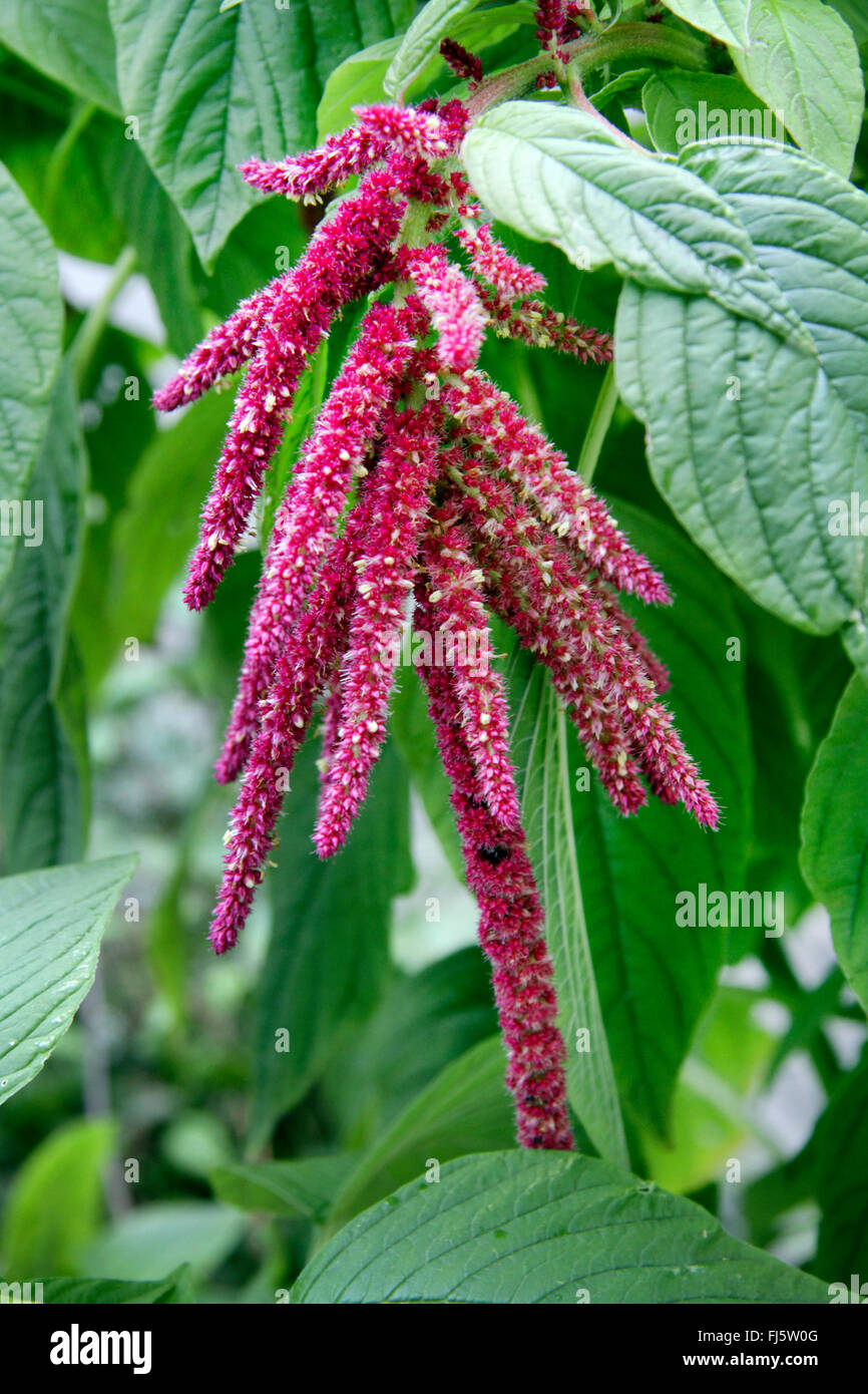 Love lies bleeding, Love.lies-bleeding, Inca wheat, kiwicha (Amaranthus ...