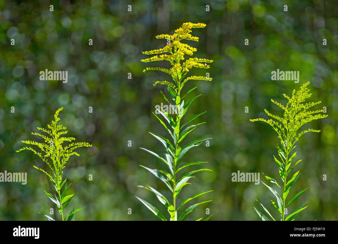 early golden-rod, late goldenrod, smooth goldenrod, smooth three-ribbed ...