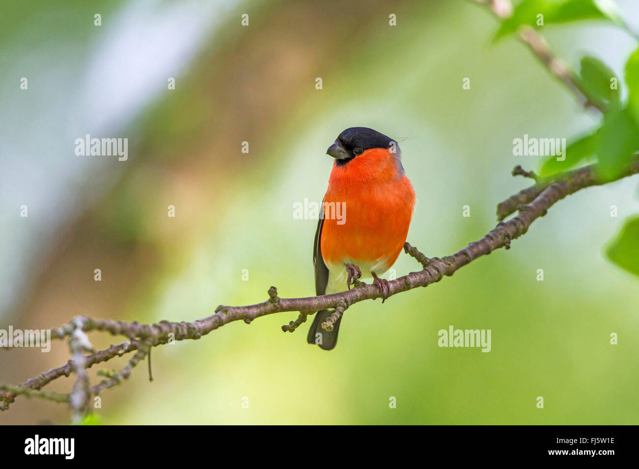bullfinch, Eurasian bullfinch, northern bullfinch (Pyrrhula pyrrhula ...