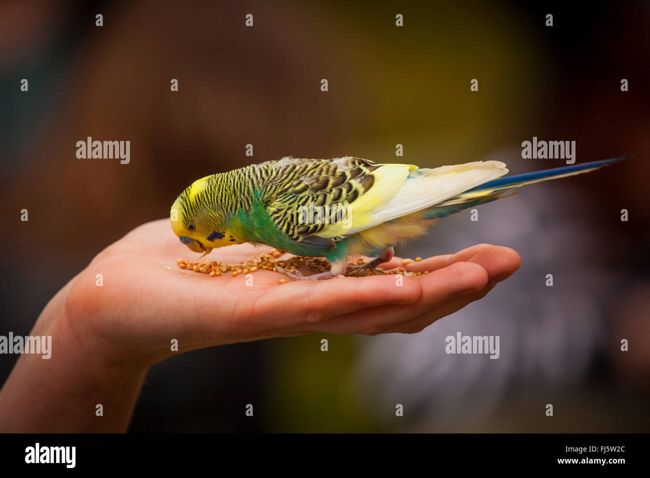 budgerigar, budgie, parakeet (Melopsittacus undulatus), gentle budgie ...