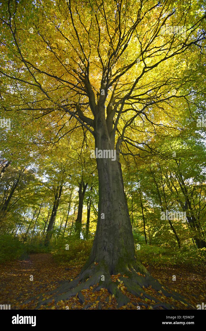 common beech (Fagus sylvatica), old pasture tree in a forest, Germany ...