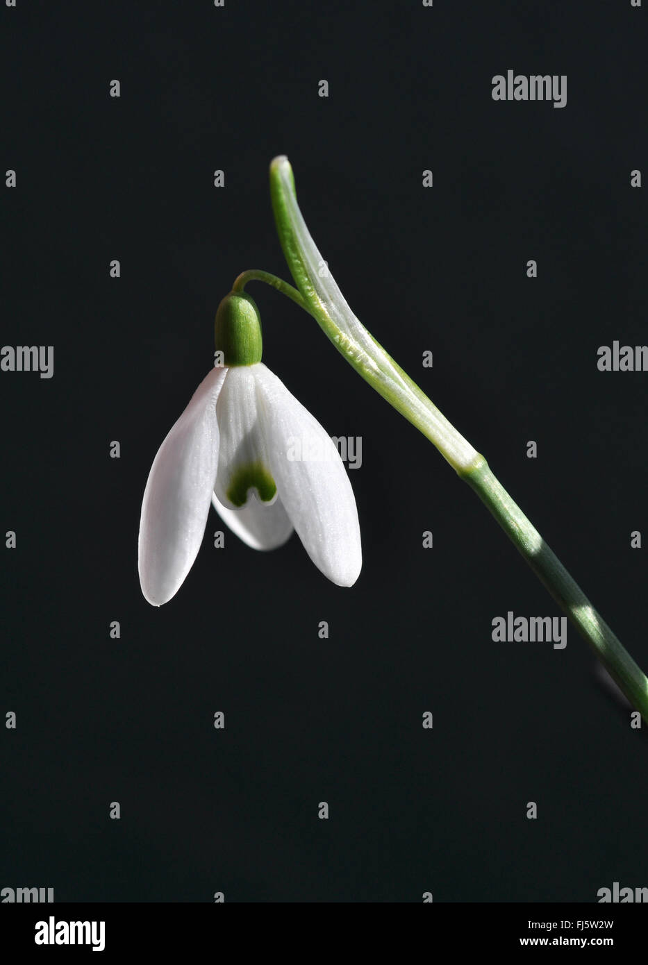 Snowdrop Cutout High Resolution Stock Photography and Images - Alamy