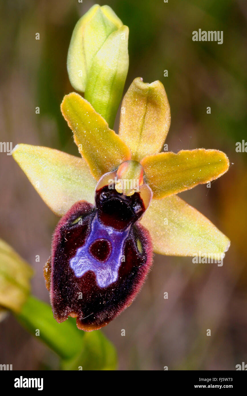 early spider-orchid (Ophrys sphegodes), fower Stock Photo - Alamy