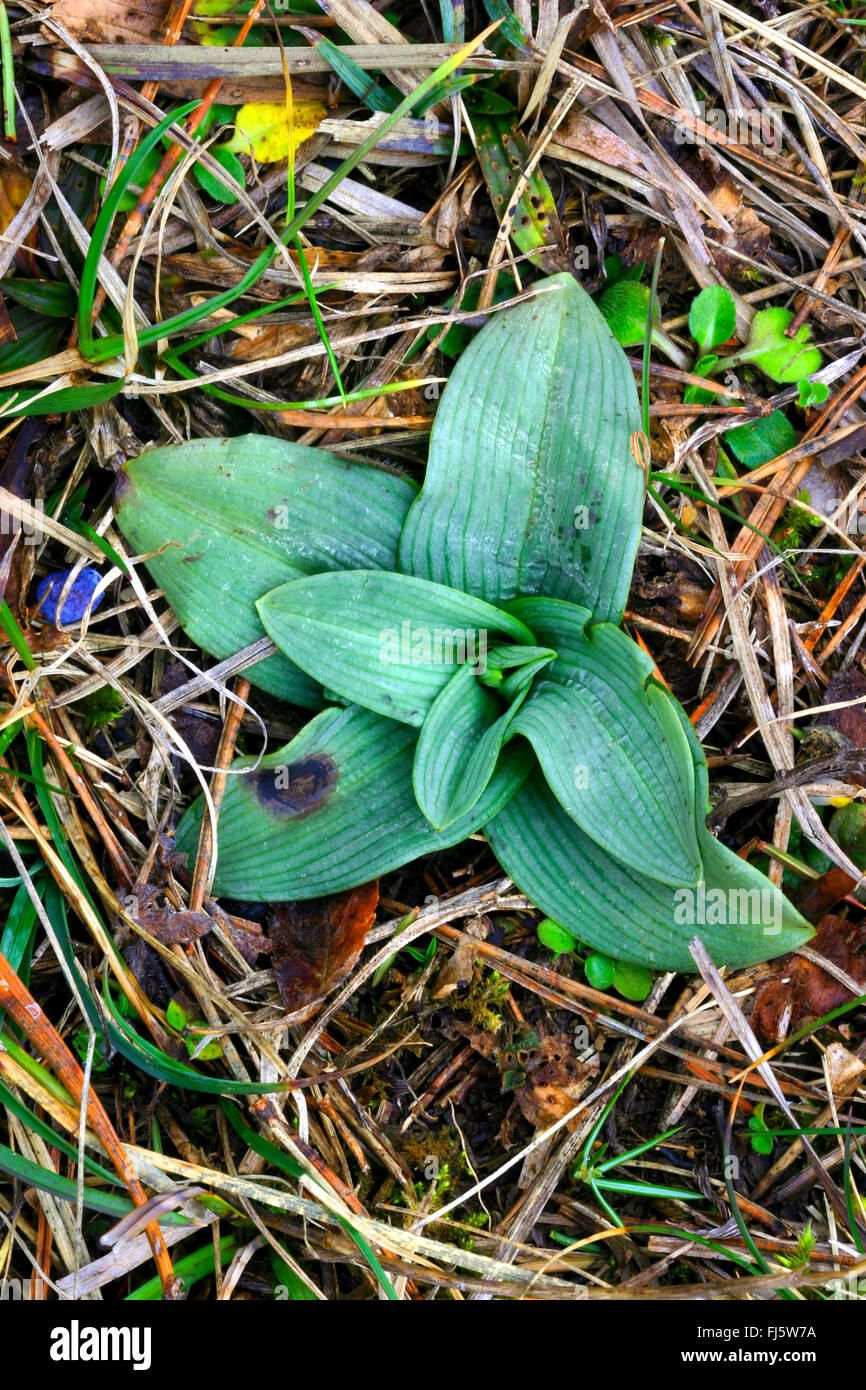 Early spider orchids hi-res stock photography and images - Alamy